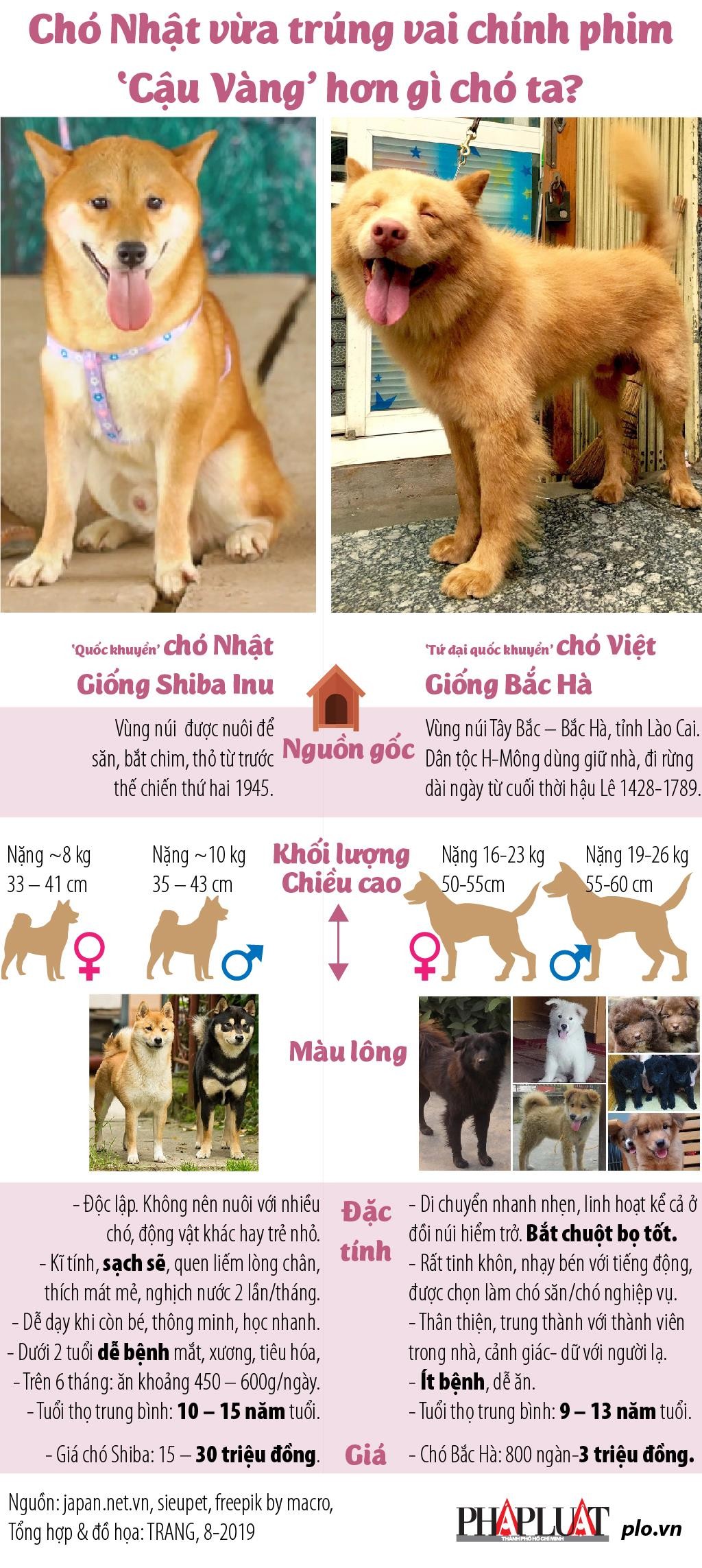 Tổng hợp 1000+ ảnh chó ta tuyệt đẹp cho mọi sở thích